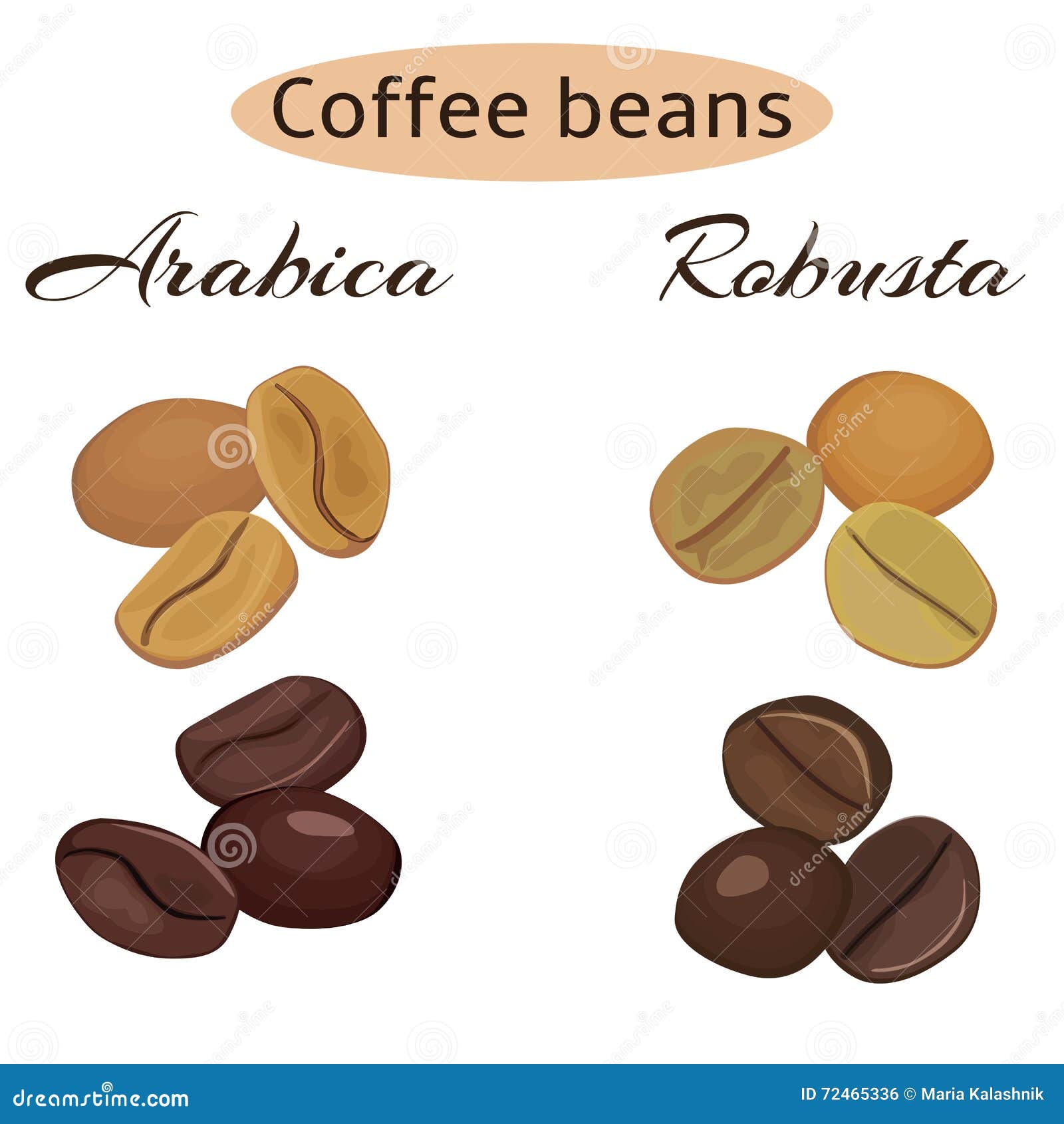 Types of coffee beans. stock vector. Illustration of beverage - 72465336