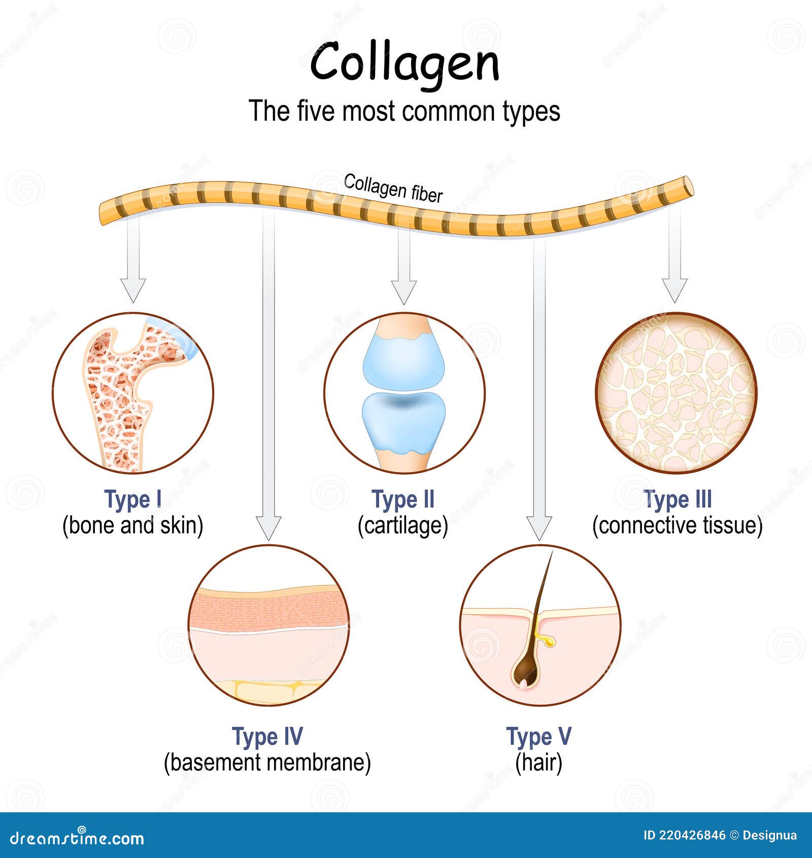 Types of Collagen fibers stock vector. Illustration of collagen - 220426846 Types of Collagen fibers stock vector. Illustration of collagen - 220426846