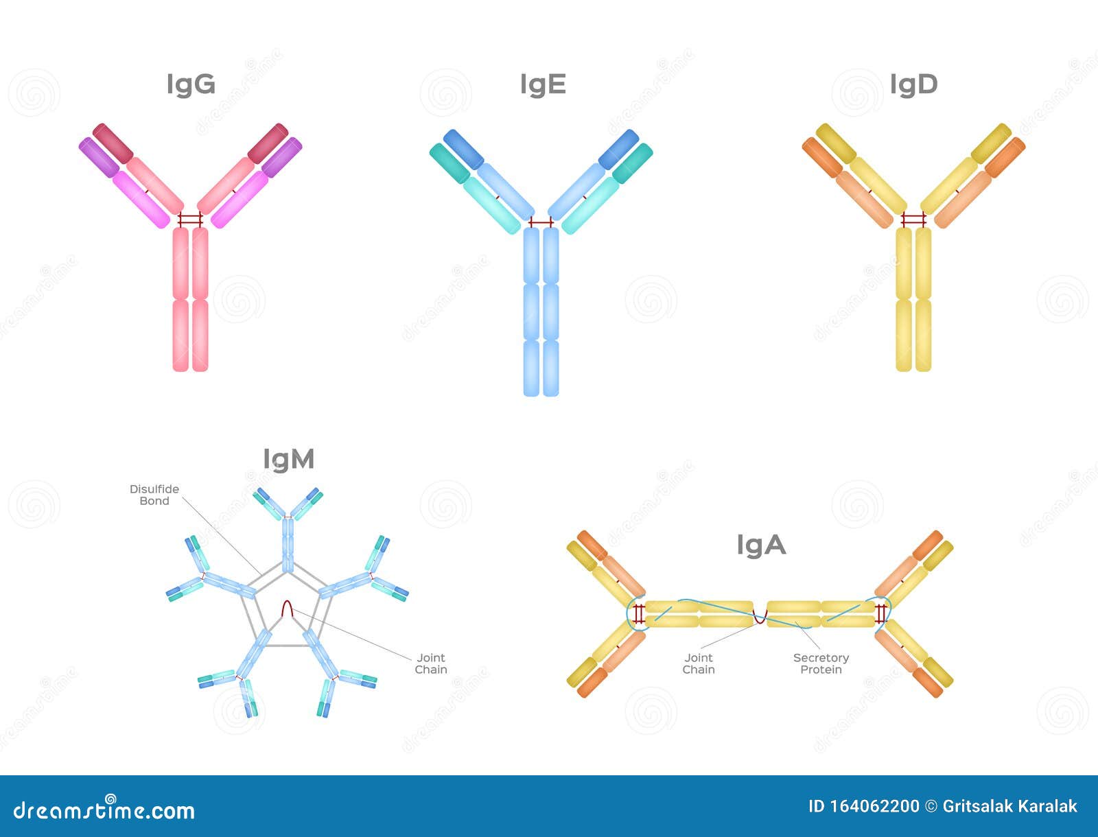 Types D'anticorps Et De Structure Immunoglobuline Vectorielle ...