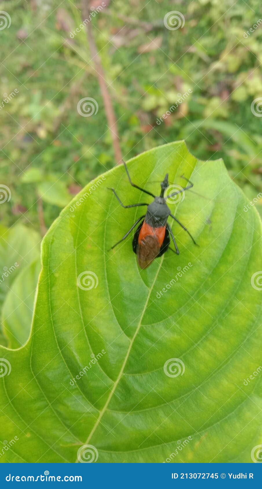 Types D'insectes Autour De Moi Image stock - Image du animaux, lame ...