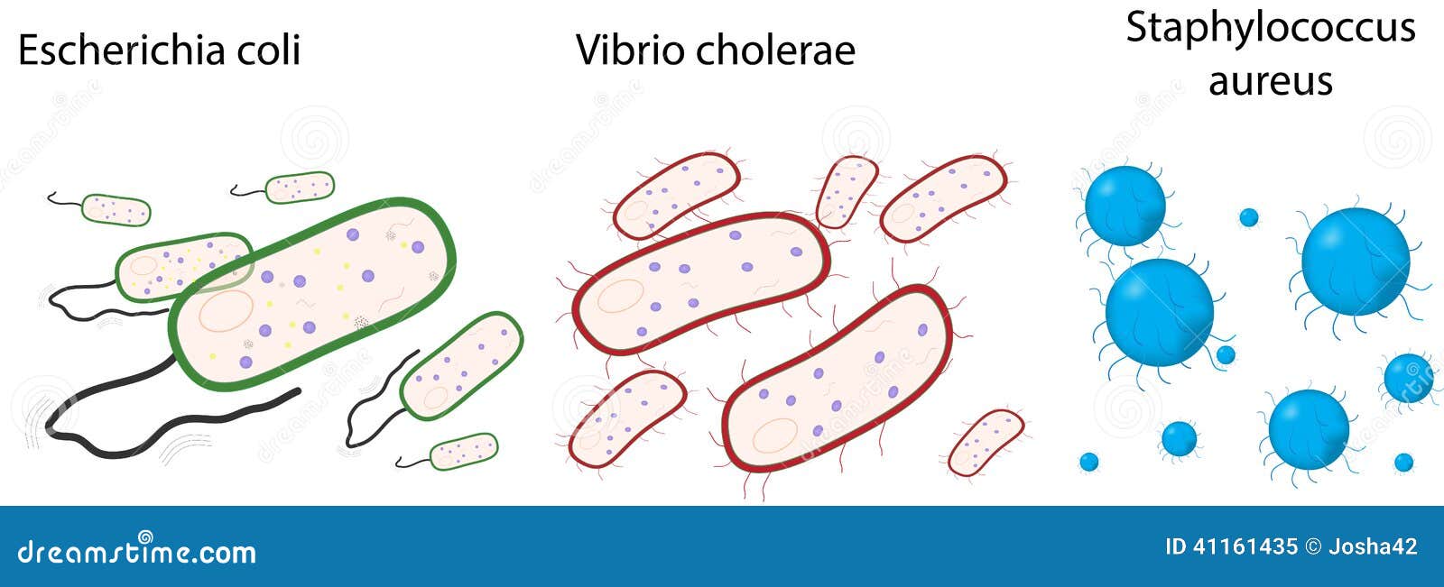 Types de bactéries illustration de vecteur. Illustration du biologie ...