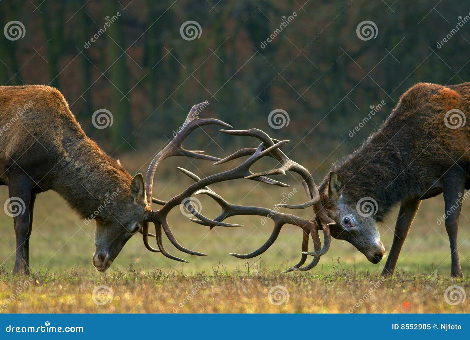 Types de combat image stock. Image du faune, pré, zone - 8552905