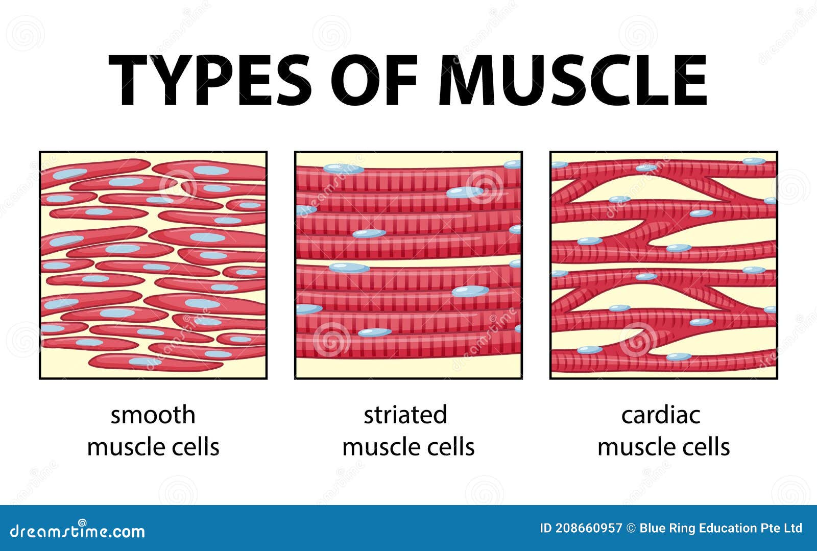 Types De Diagramme De Cellules Musculaires Illustration de Vecteur ...