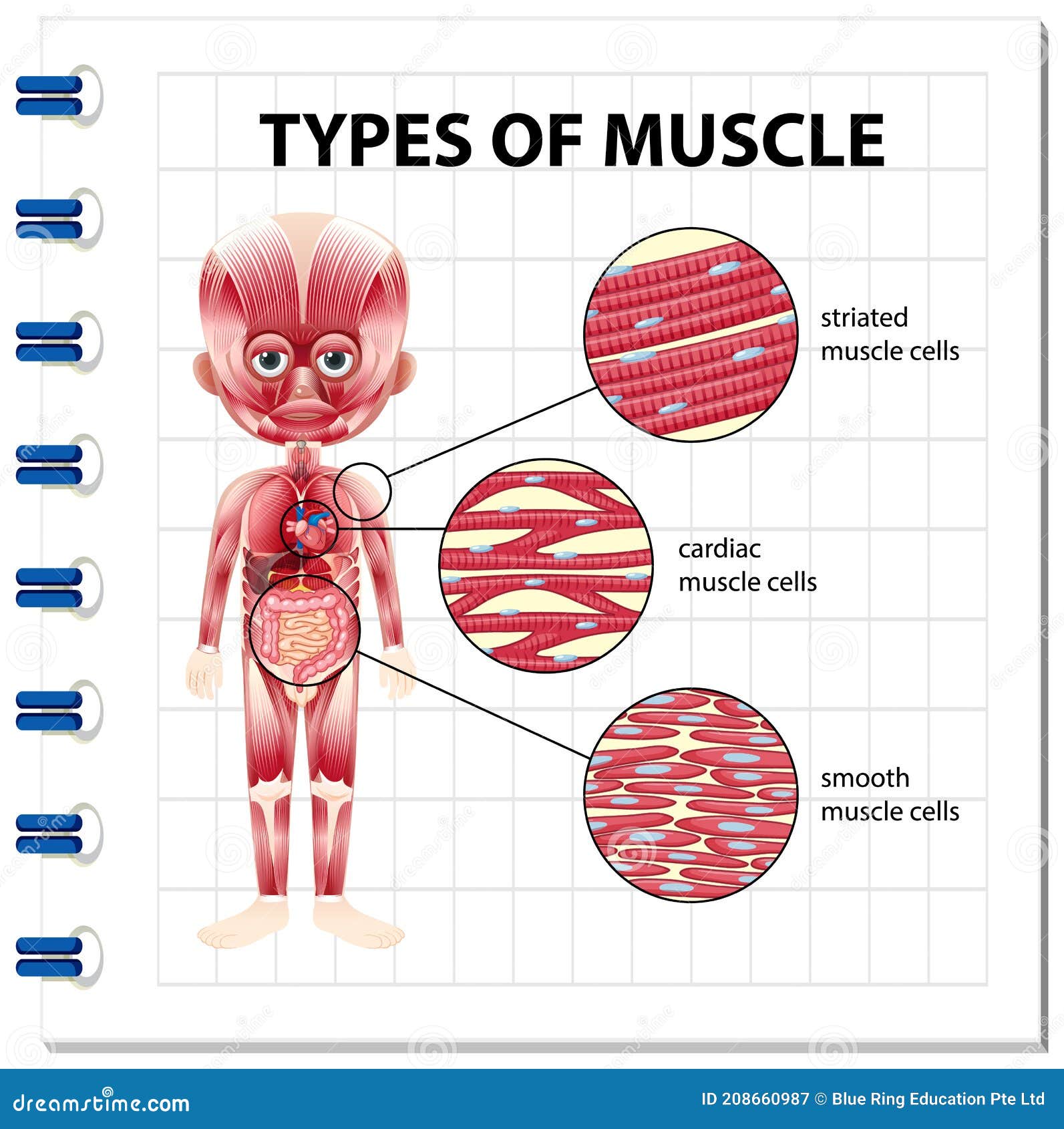Types De Diagramme De Cellules Musculaires Illustration de Vecteur ...