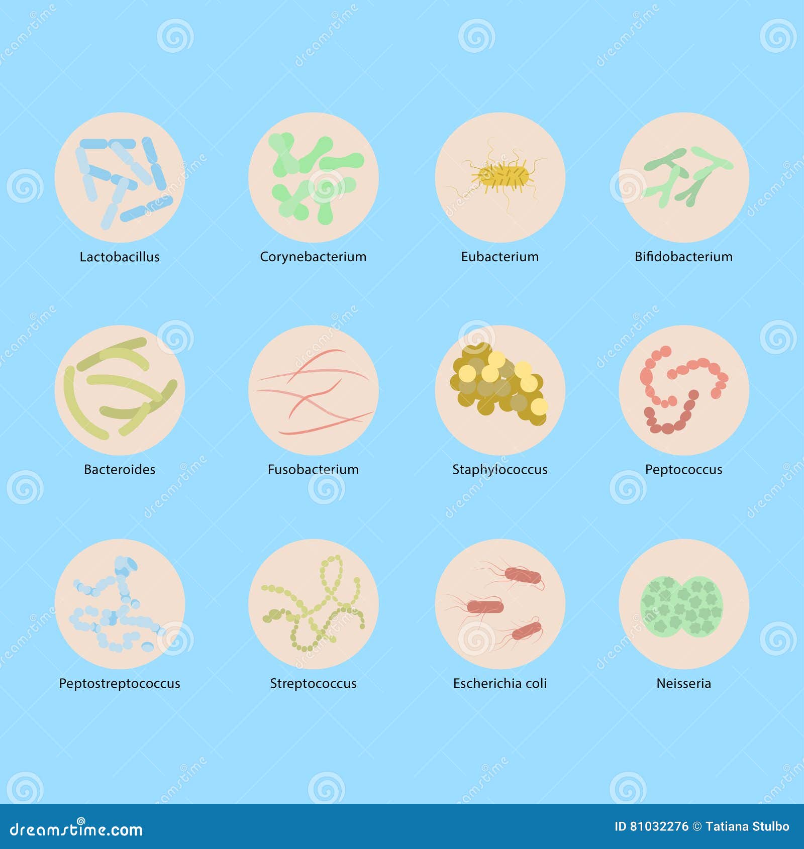 Types De Flore Vaginale De La Femme S Illustration de Vecteur ...