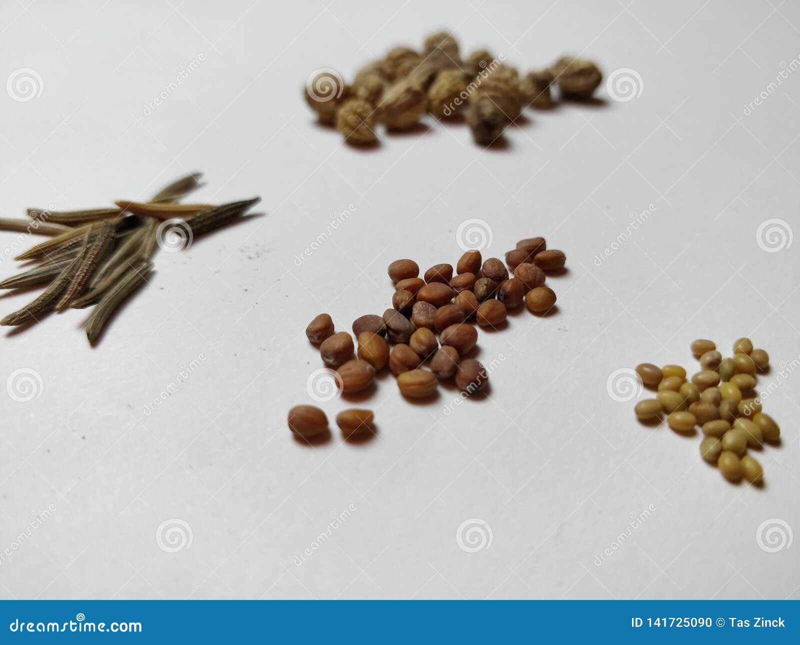 4 types de graine photo stock. Image du graine, jardinage - 141725090