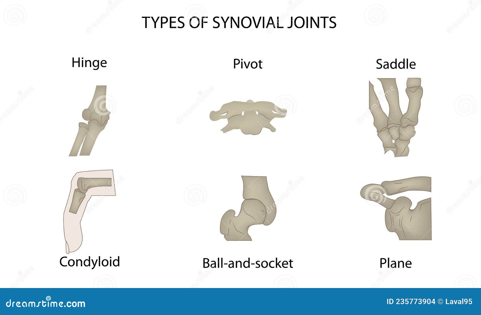 Types De Joints Synovial Illustration Vectorielle Illustration de ...