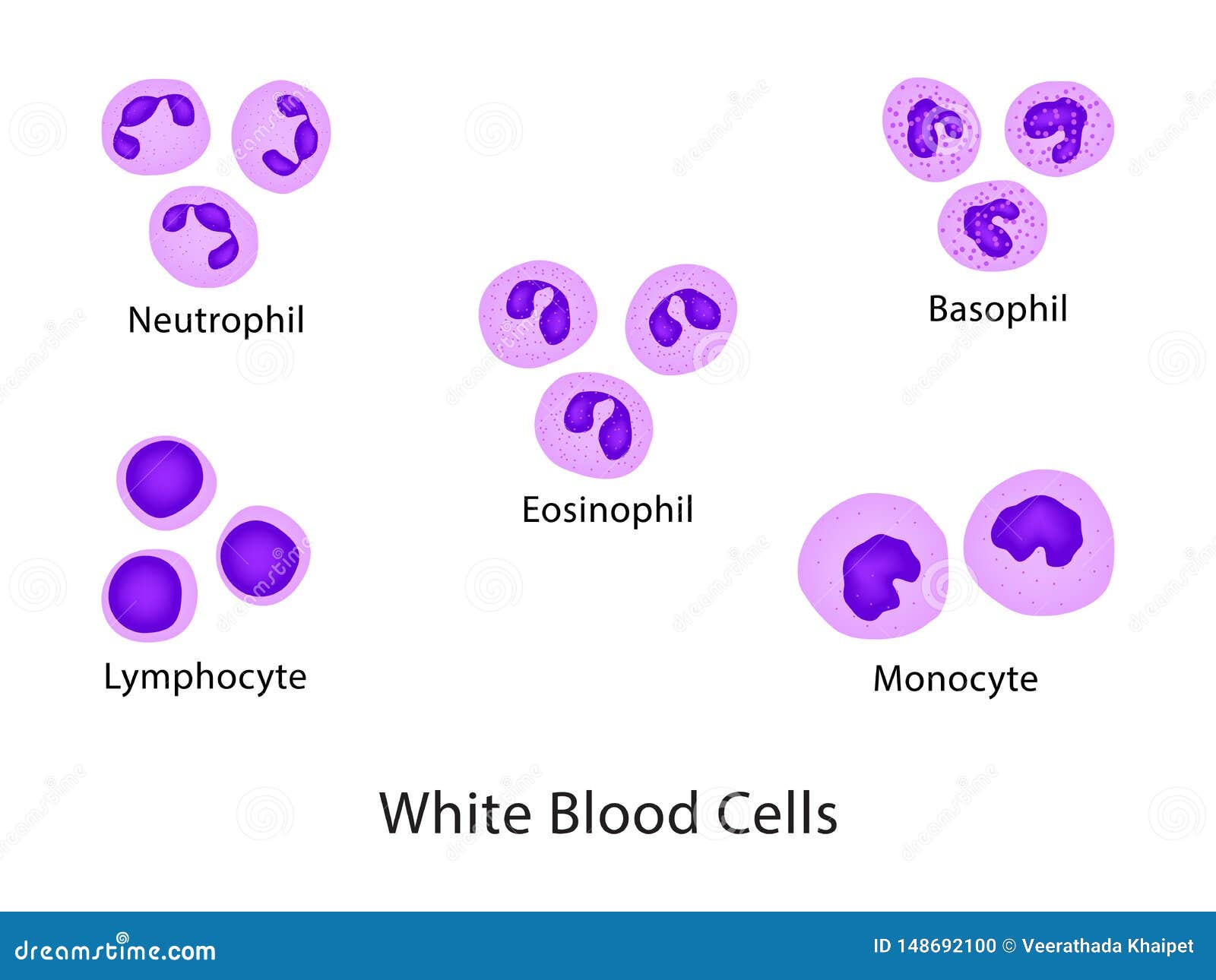 Types de leucocytes illustration de vecteur. Illustration du éducation ...
