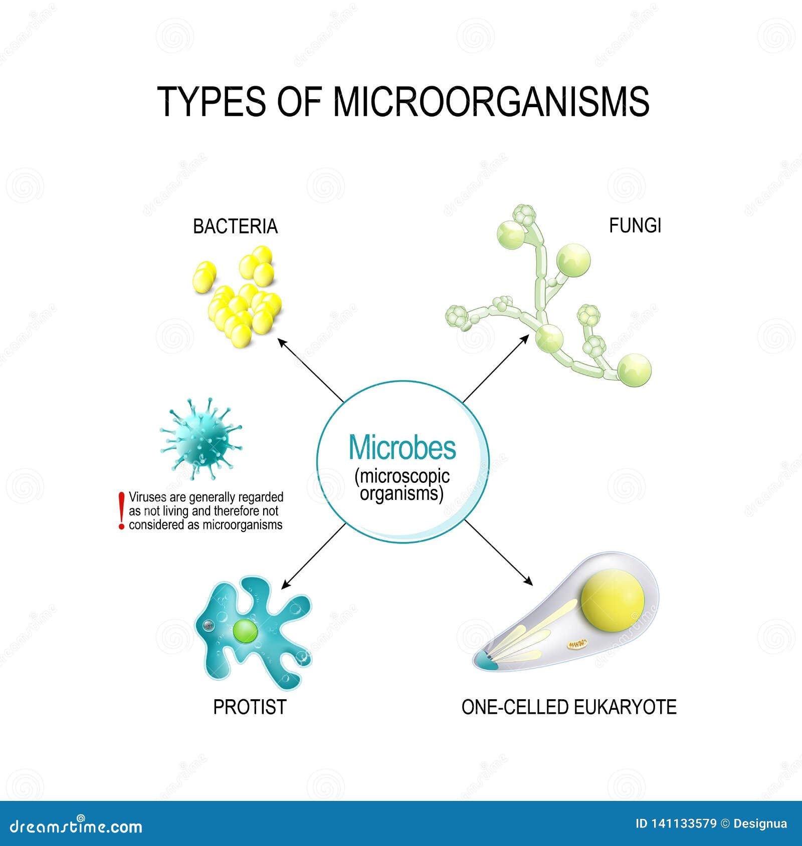 Types De Micro-organismes Bactéries, Champignons, Eukaryote Un-celled, Et Protist Illustration ...