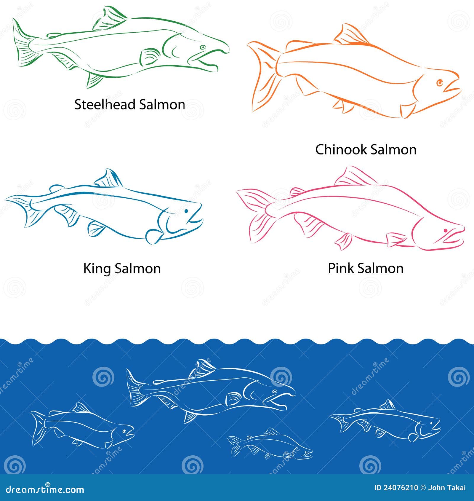 Types de saumons illustration de vecteur. Illustration of élément ...