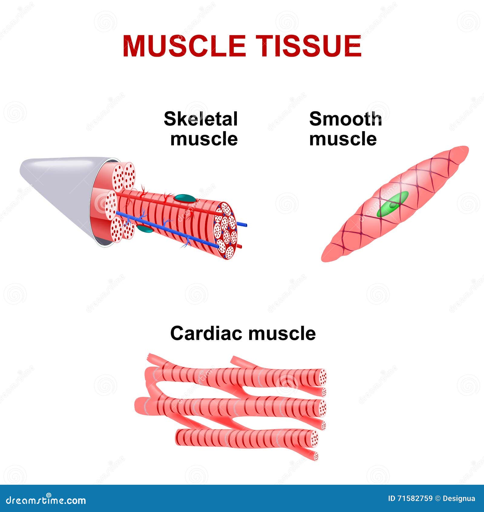 Types de tissu de muscle illustration de vecteur. Illustration du ...