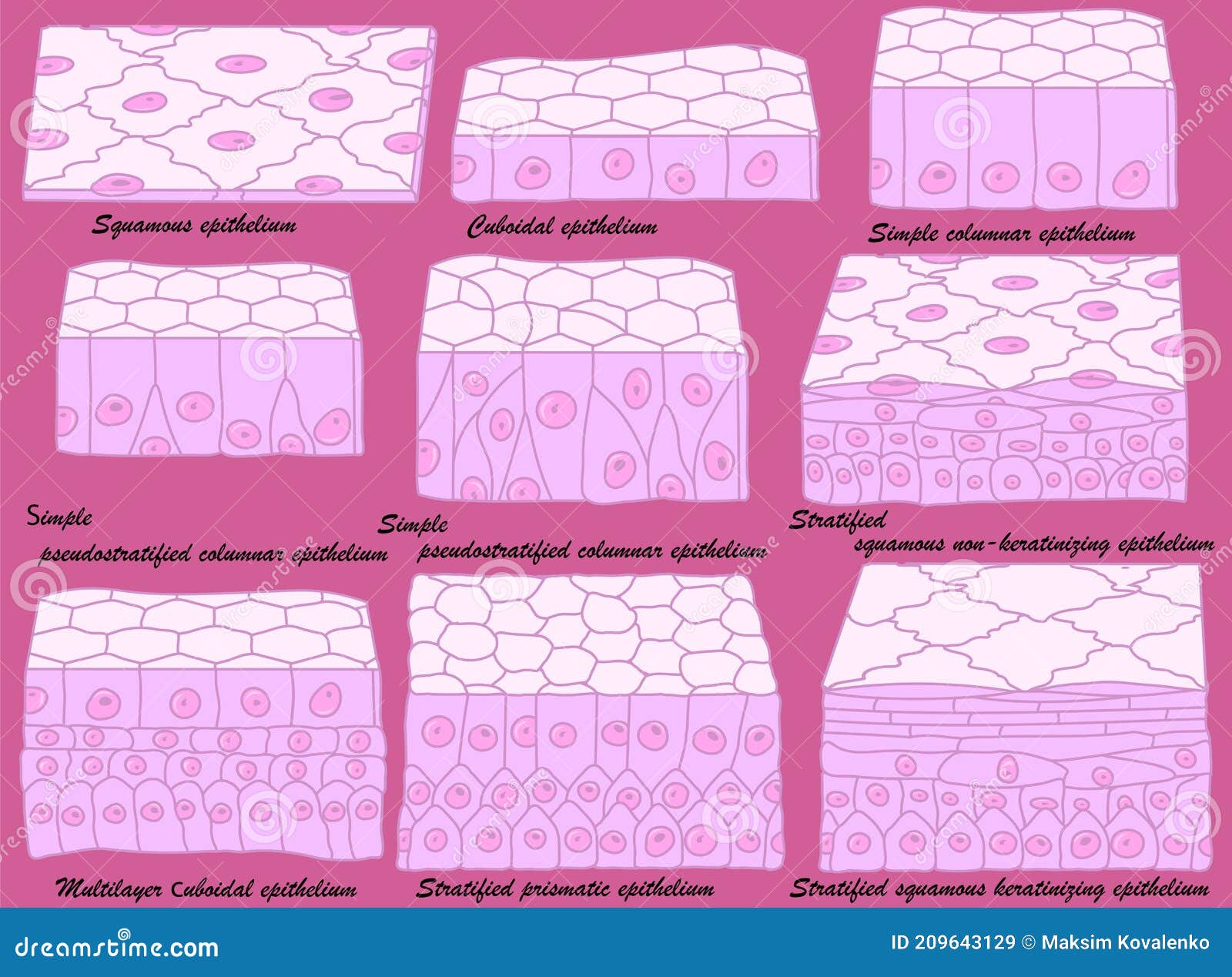 Types of Epithelium. Epithelial Cells in a Variety of Configurations ... Types of Epithelium. Epithelial Cells in a Variety of Configurations ...