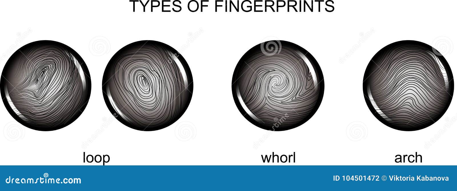 Types Of Fingerprints Vector Illustration | CartoonDealer.com #104501710