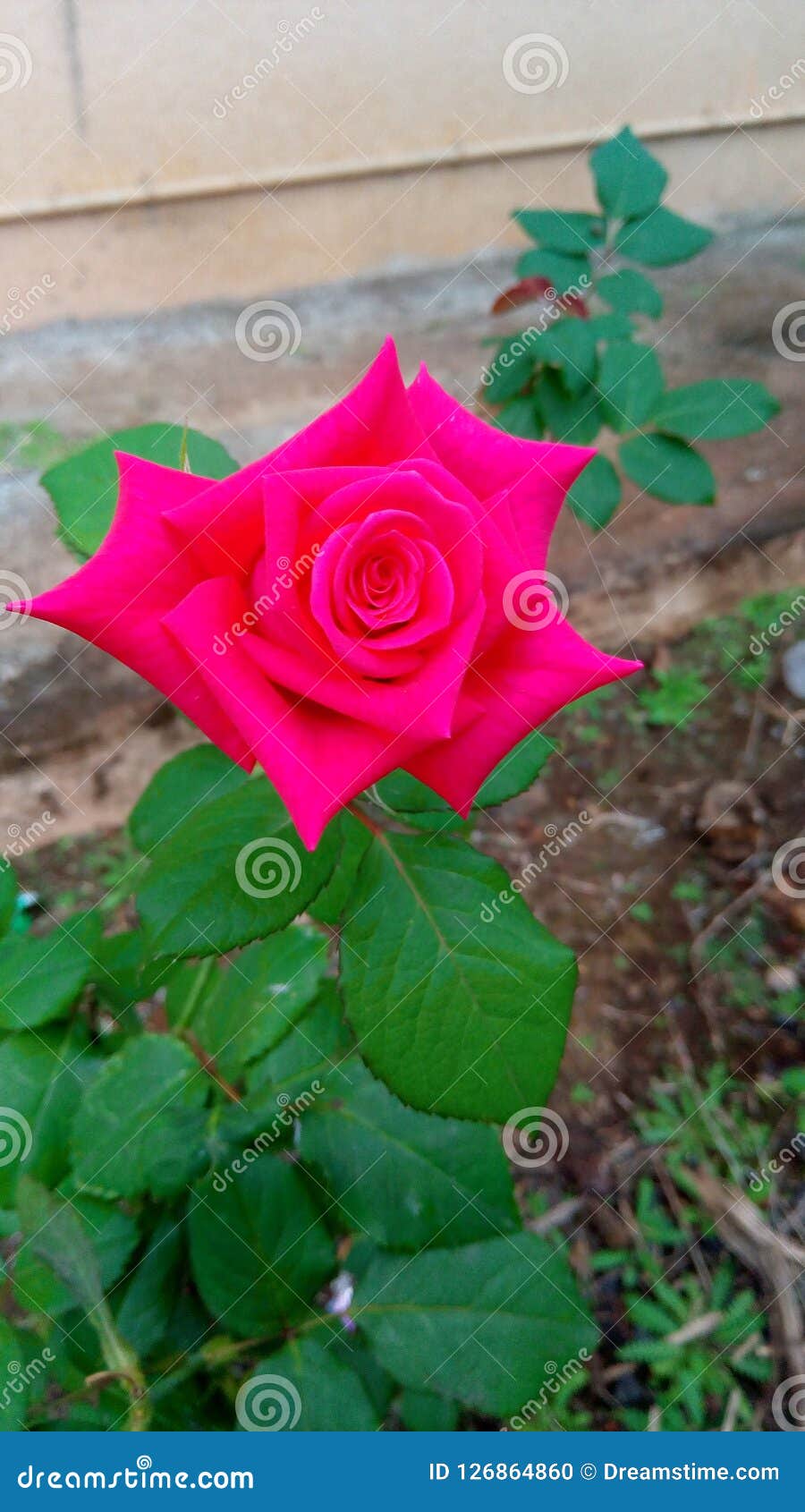 Types of flower stock photo. Image of flower, maval - 126864860