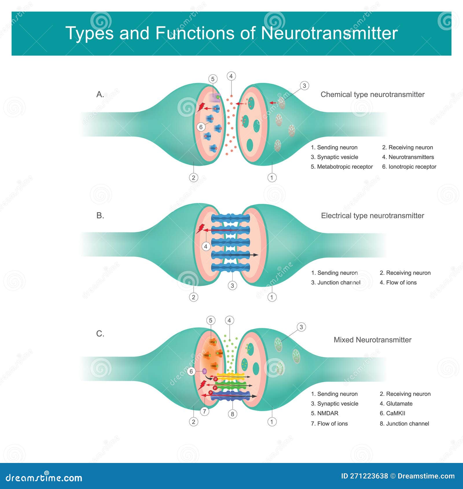 Types and Functions of Neurotransmitter. Stock Vector - Illustration of ...