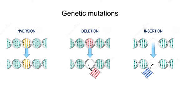 Types of Gene Mutation: Insertion, Inversion, Deletion Stock Vector ...