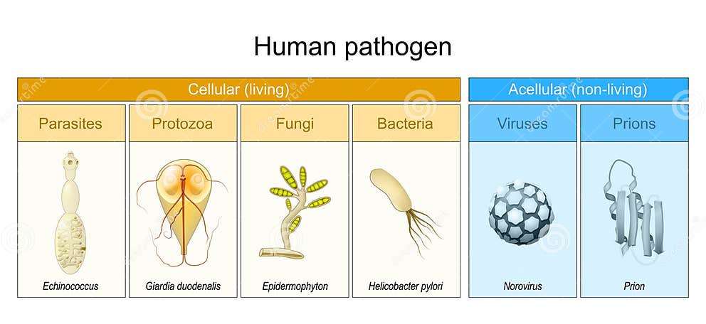 Types of Human Pathogen. Pathogenic Bacteria Viruses or Fungi Can Enter ...