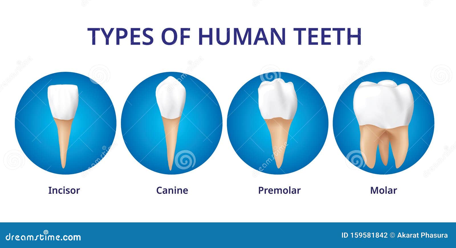 Types of Human Teeth, Human Bone Anatomy, 3D Realistic Design Stock ...