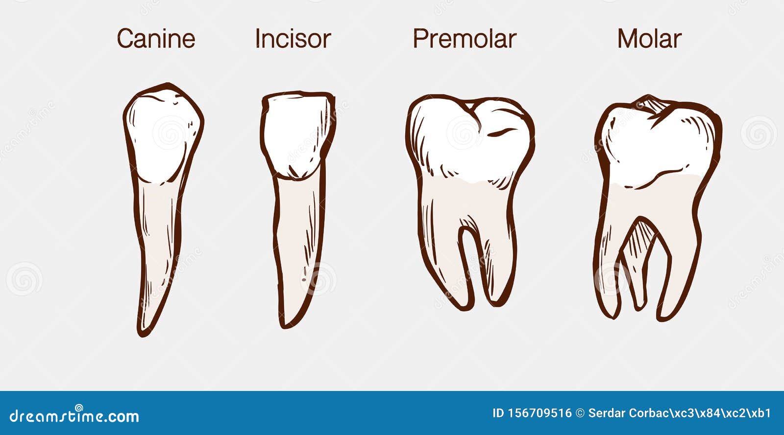 Types of Human Teeth Vector Illustration Stock Vector - Illustration of ...