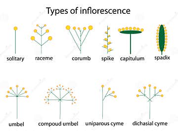 Types of inflorescence stock vector. Illustration of inflorescence ...