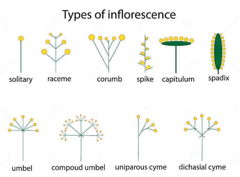 Types of inflorescence stock vector. Illustration of inflorescence ...