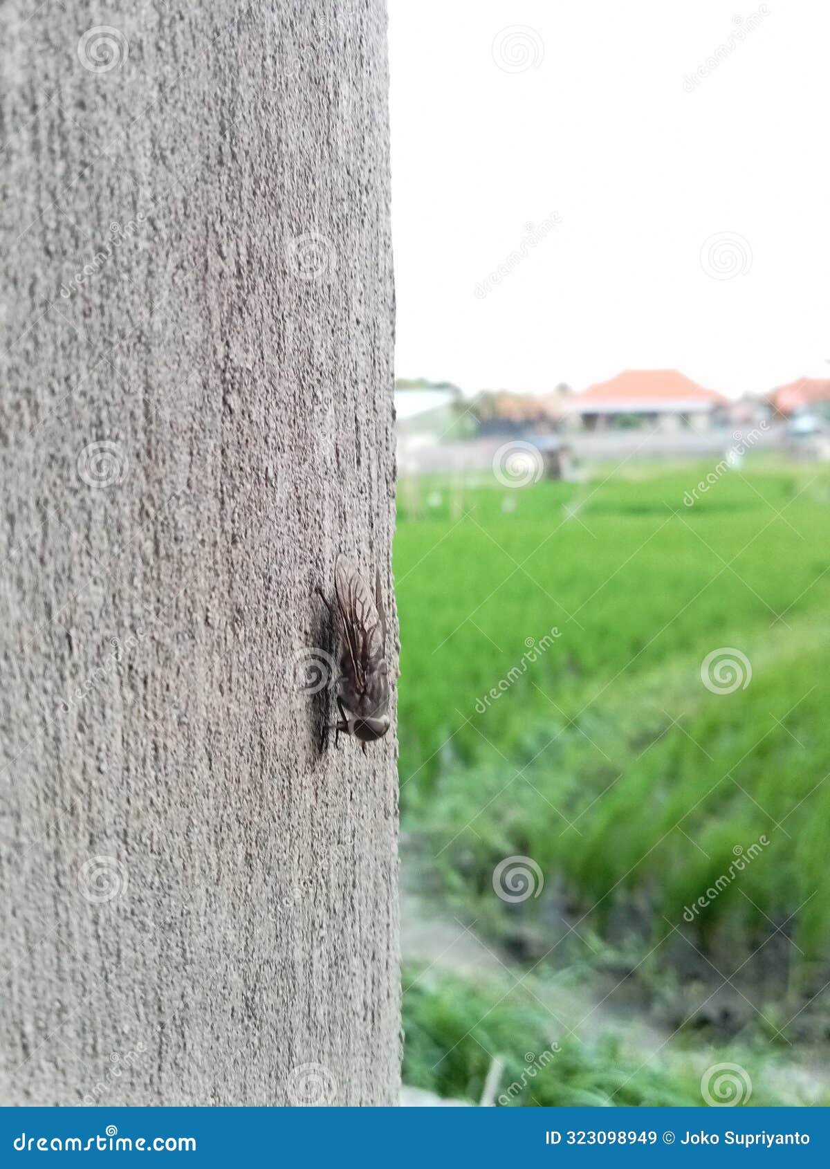 Types of Insects that Disturb Cattle Stock Image - Image of insects ...
