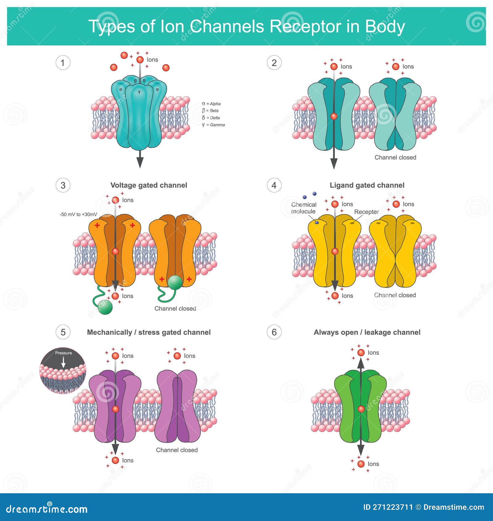 Types Of Ion Channels Receptor In Body. Cartoon Vector | CartoonDealer ... Types Of Ion Channels Receptor In Body. Cartoon Vector | CartoonDealer ...