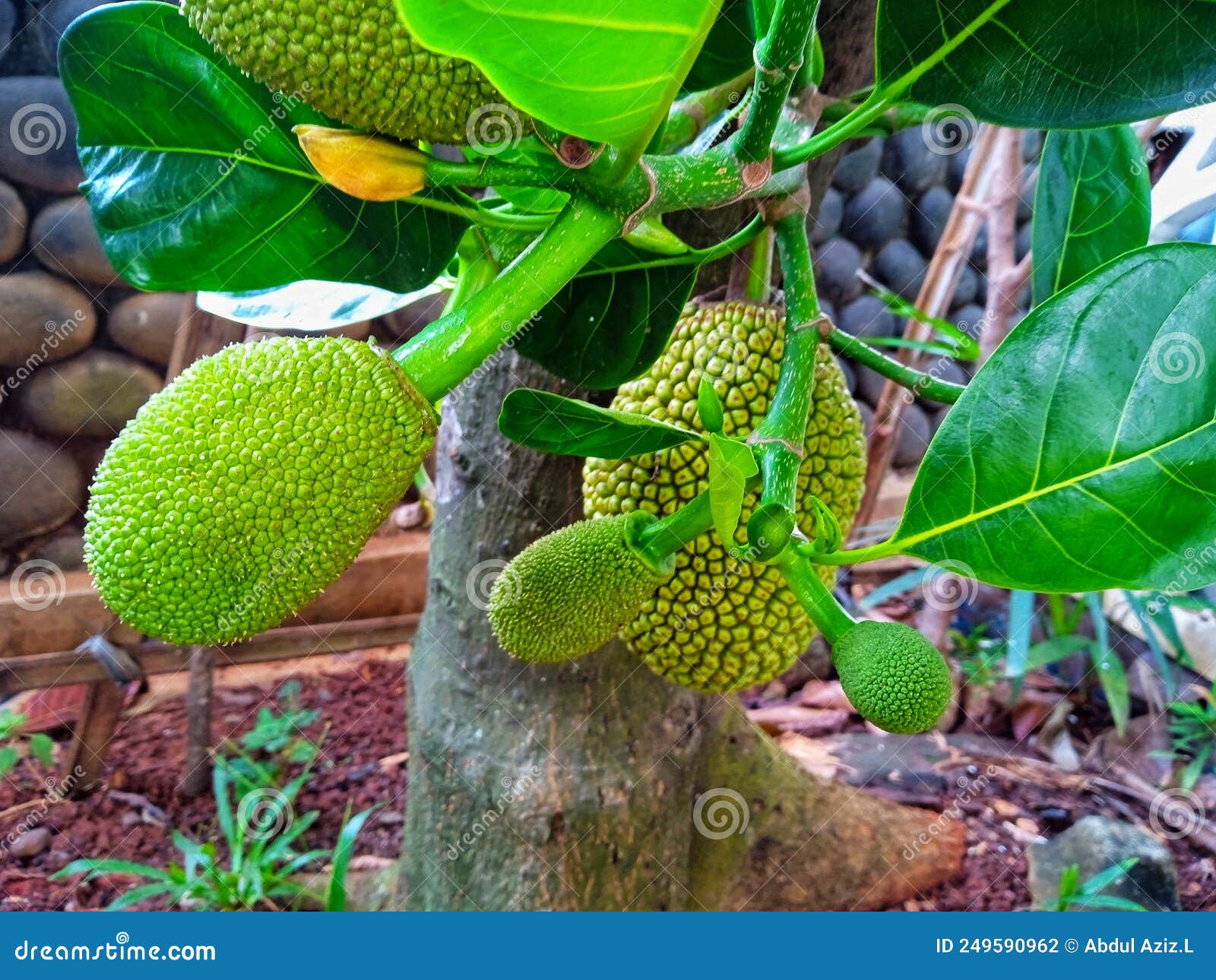 Types of Jackfruit with Medium and Small Size when Unripe Stock Photo ...