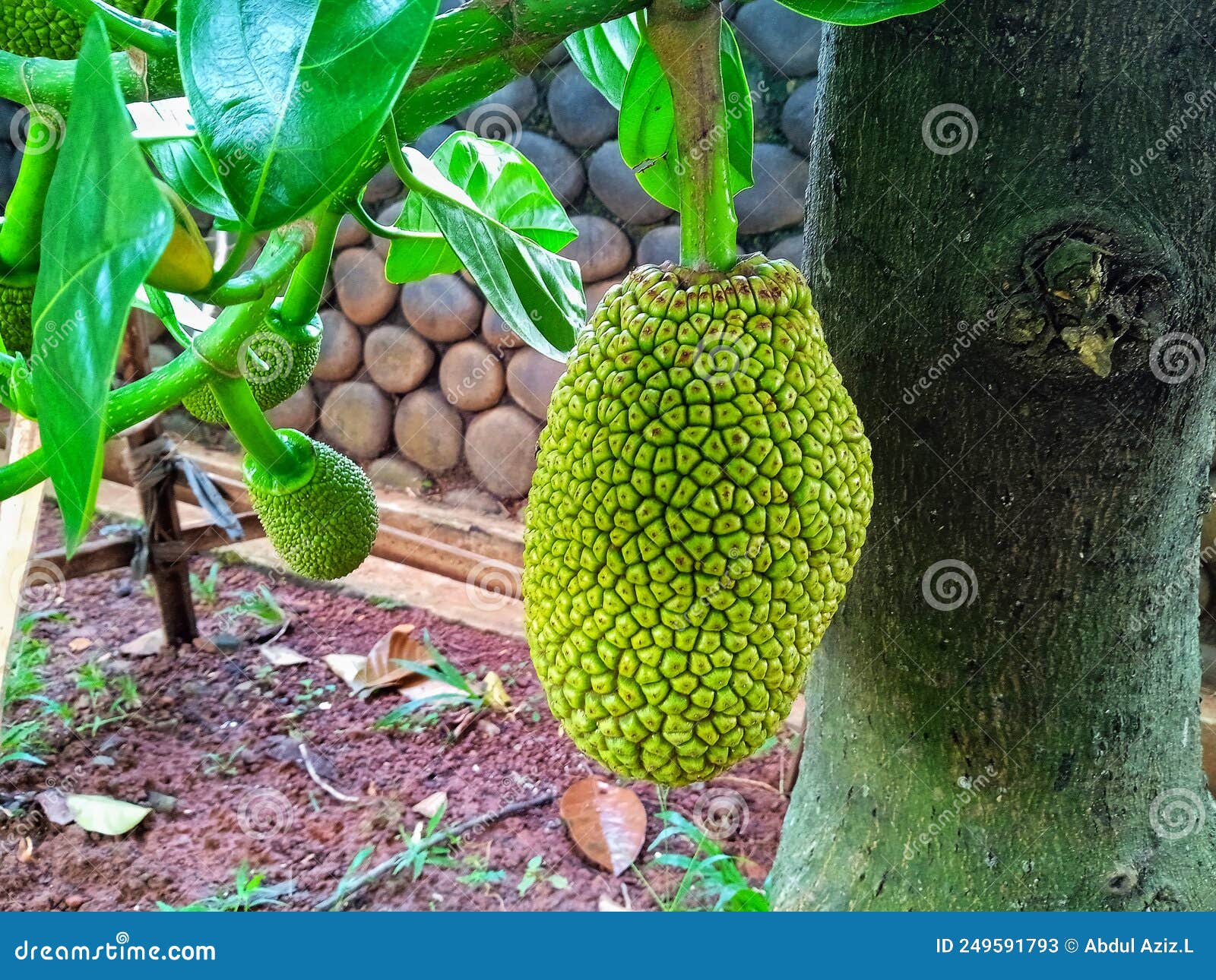 Types of Jackfruit with Medium and Small Size when Unripe Stock Image ...