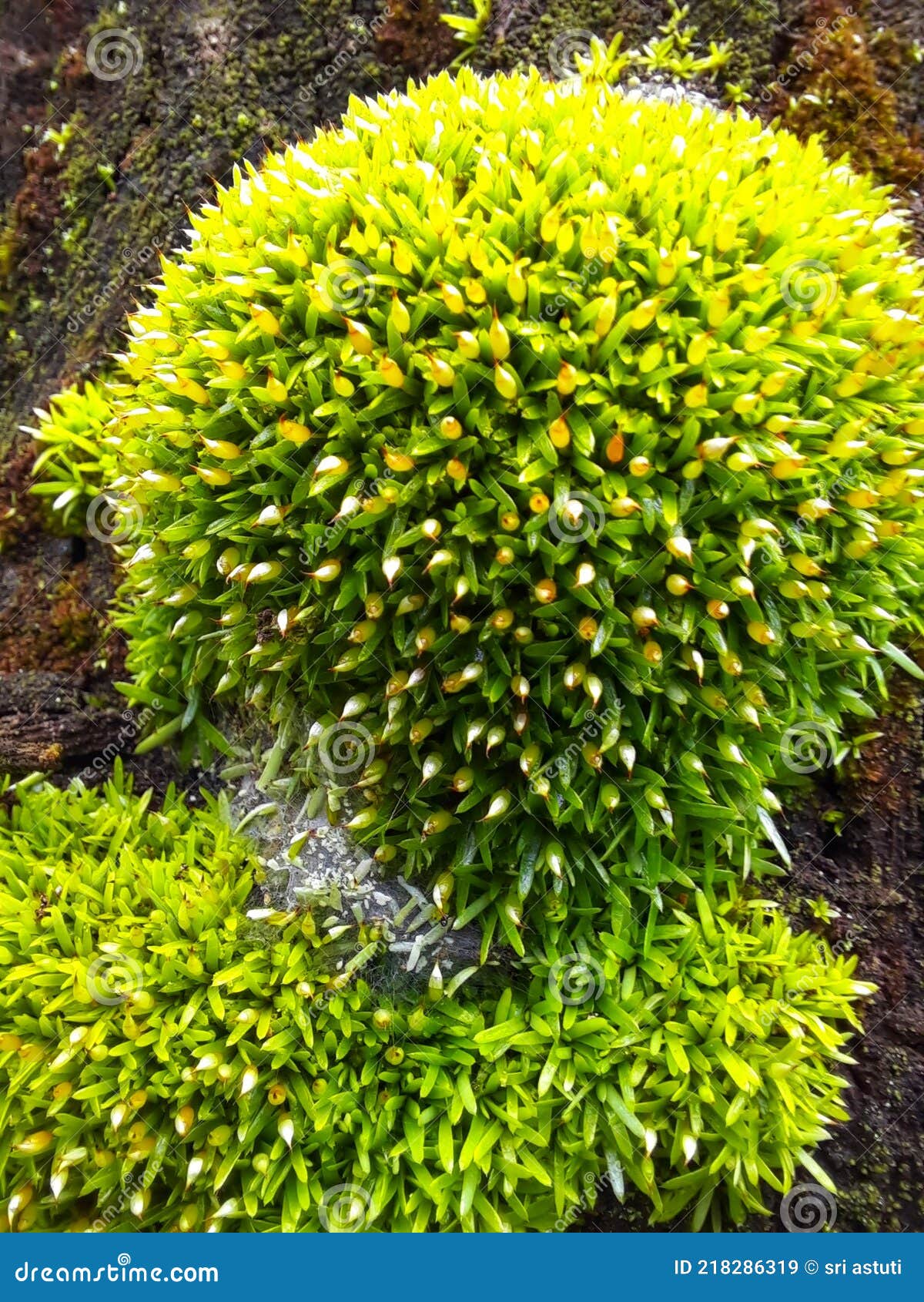Types of moss plants stock image. Image of tree, branch - 218286319