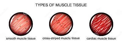 Types of muscle tissue stock vector. Illustration of cell - 103724600