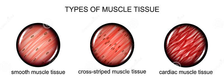 Types of muscle tissue stock vector. Illustration of cell - 103724600