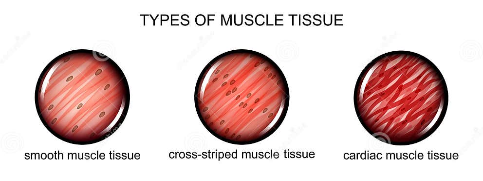 Types of muscle tissue stock vector. Illustration of cell - 103724600