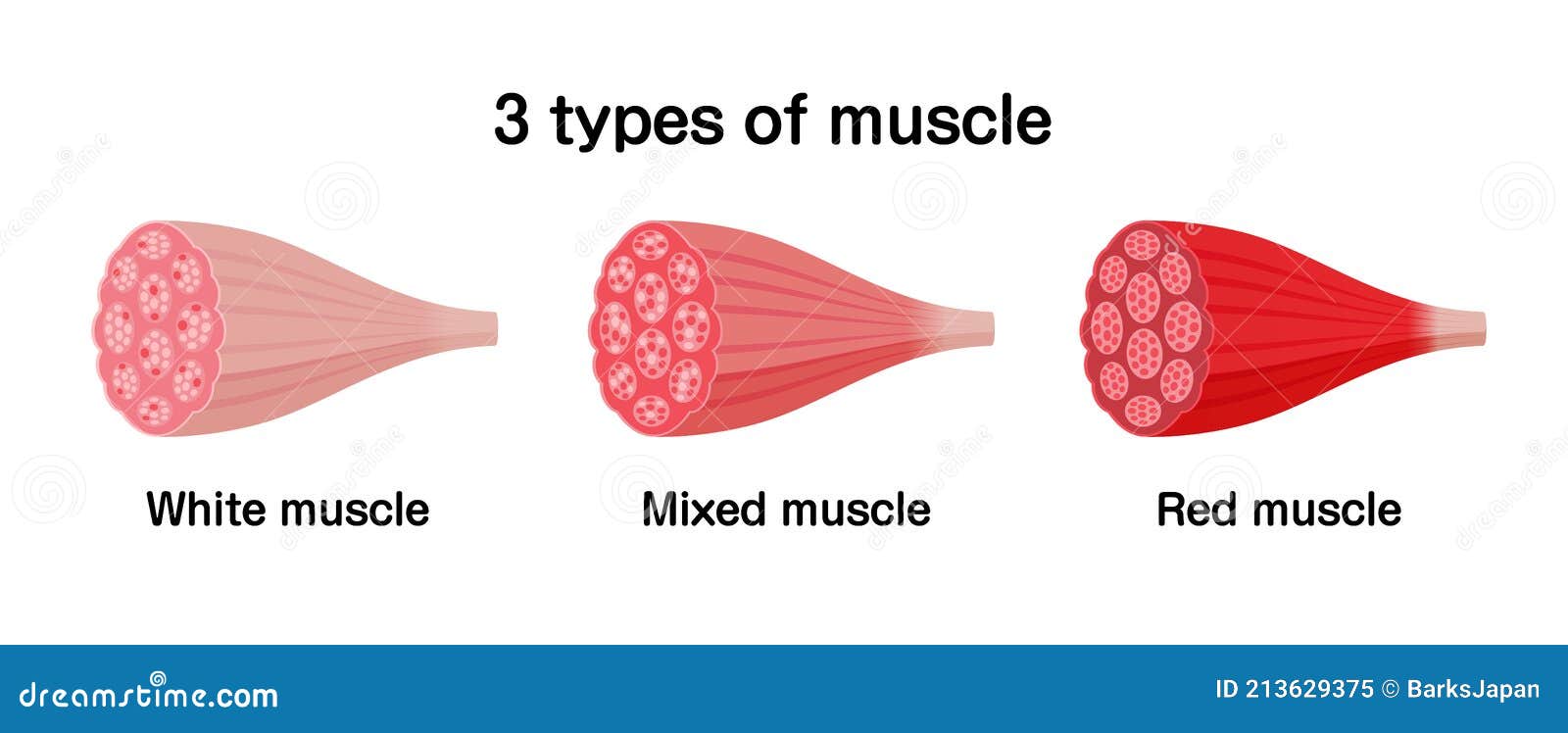 3 Types of Muscle White, Mixed and Red Muscle Vector Illustration Set ...