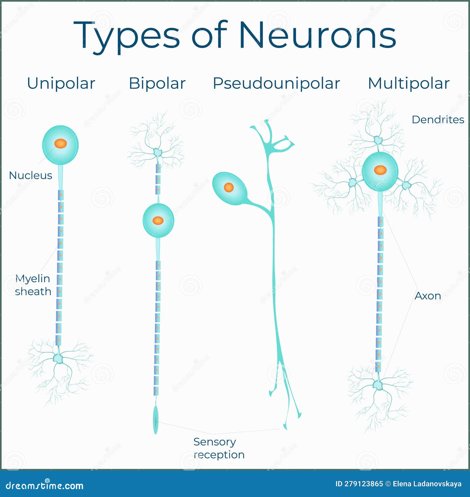 Types of Neurones Medical Scientific Illustration Poster Stock Vector ...