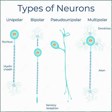 Types of Neurones Medical Scientific Illustration Poster Stock Vector ...