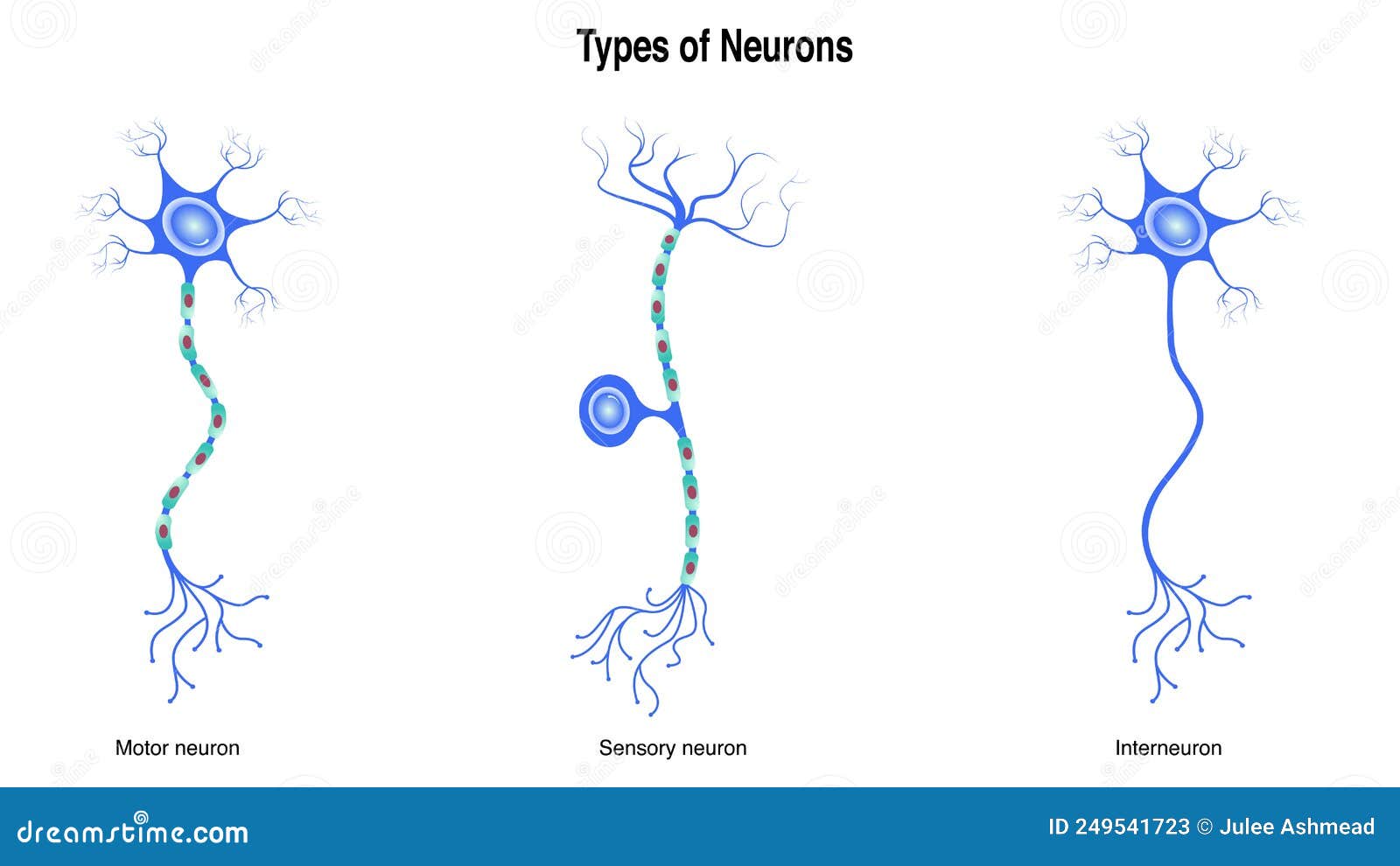 Types of Neurons Vector Illustration Graphic Stock Vector ...