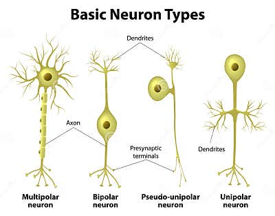 Types of Neurons stock vector. Illustration of dendrite - 52092345