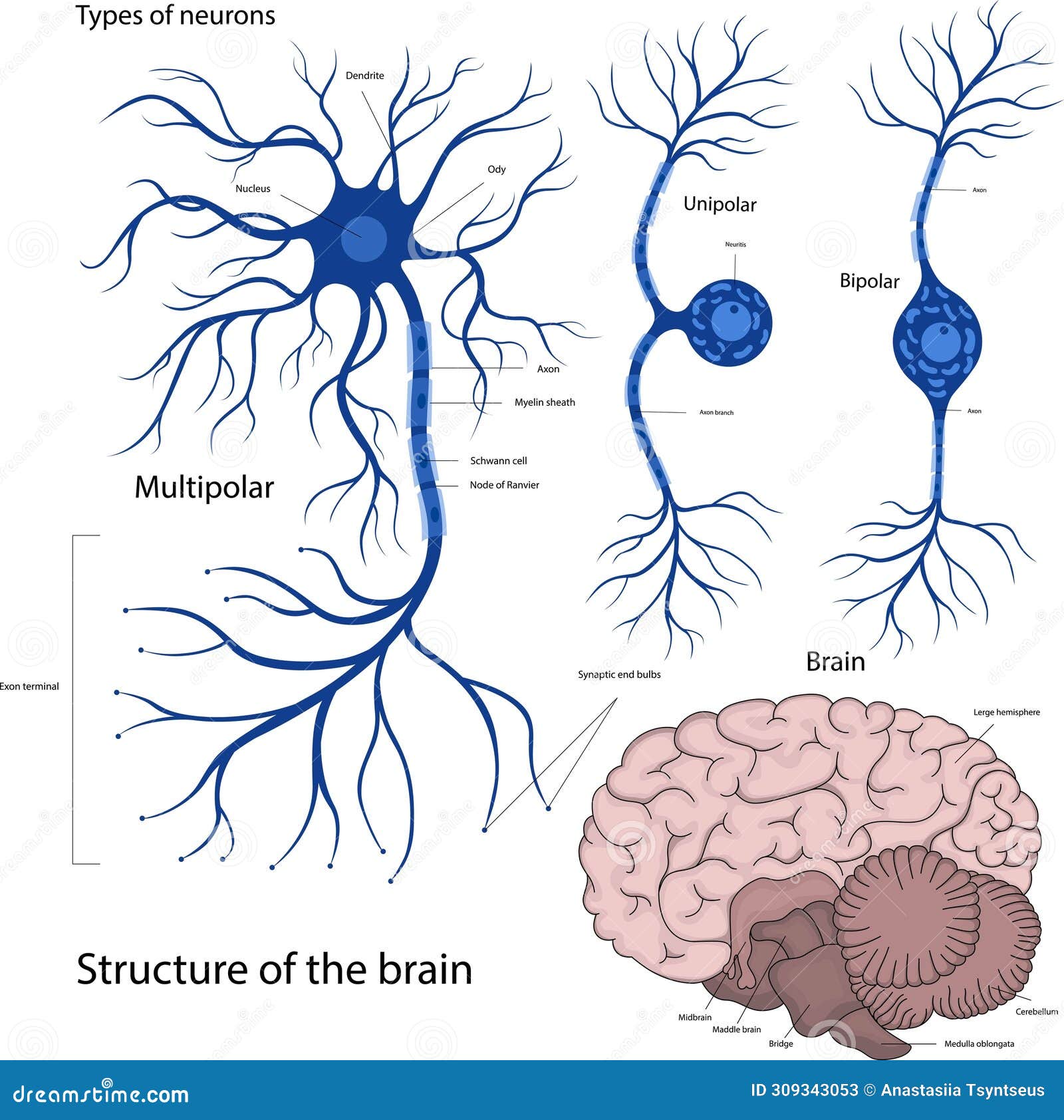 Types Of Neurons. The Structure Of A Neuron In The Brain. Cartoon ... Types Of Neurons. The Structure Of A Neuron In The Brain. Cartoon ...
