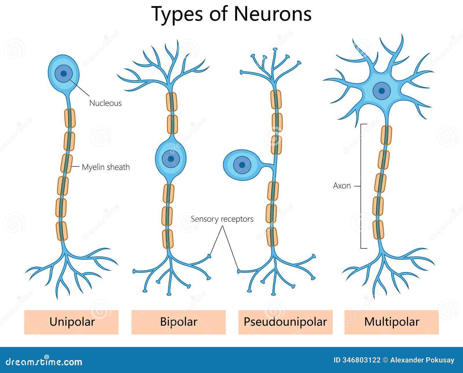Types Of Neurons Structure Diagram Medical Science Vector Illustration ... Types Of Neurons Structure Diagram Medical Science Vector Illustration ...