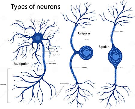 Types of Neurons. the Structure of a Neuron in the Brain. Stock Vector ...