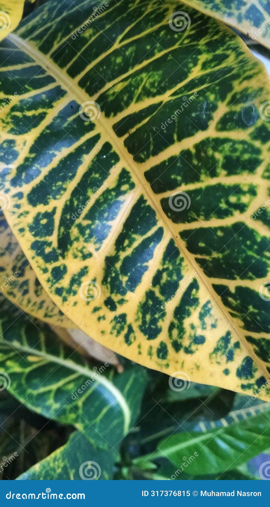 Types of Ornamental Plants To Plant in Front of the House Stock Image ...