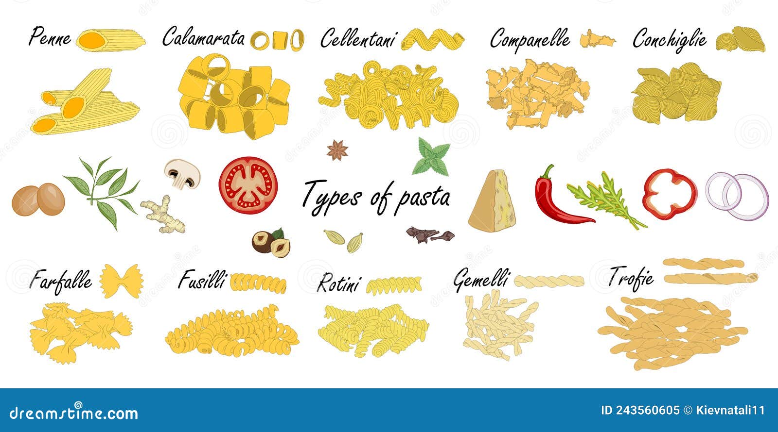 Types of Pasta. Short Pasta Difference. Stock Vector - Illustration of ...