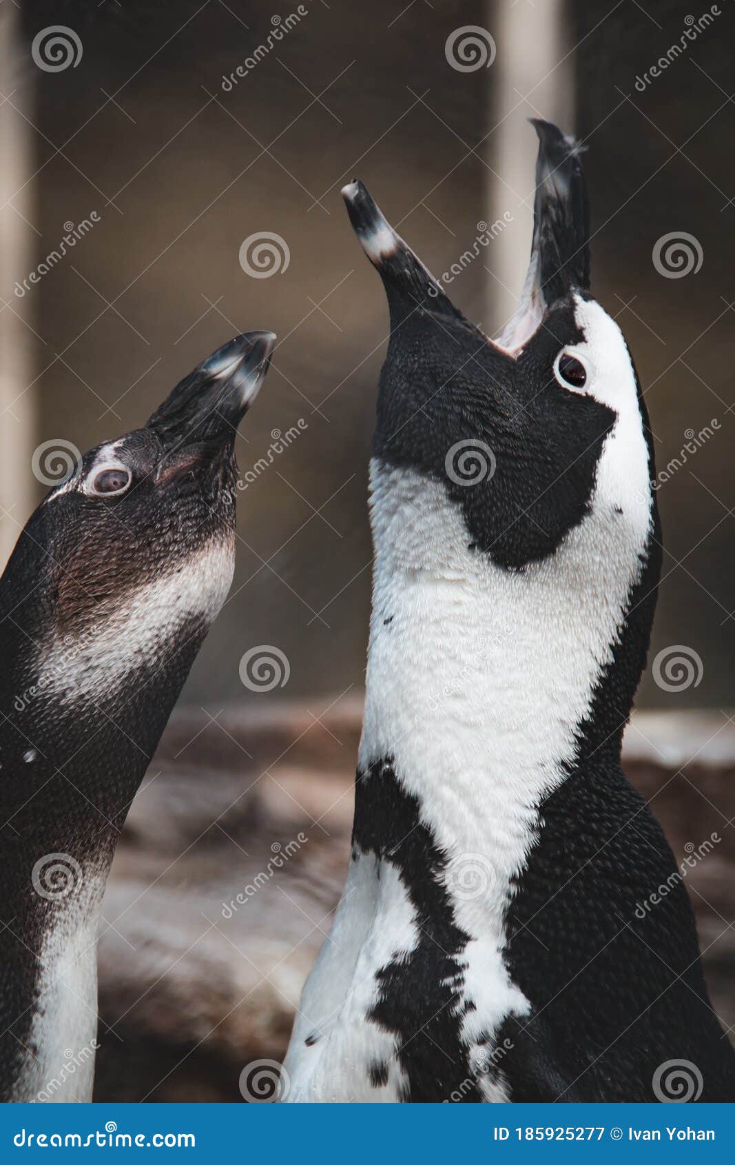 African Penguins Food