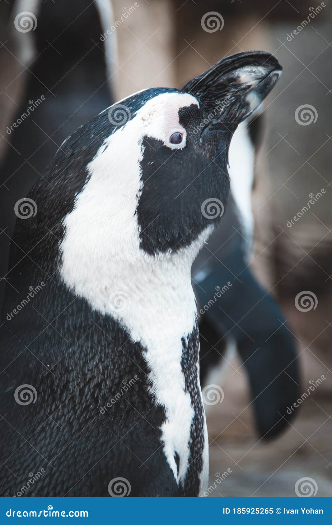 Types of Penguins: Head Profile of African Penguins or Cape Penguins ...