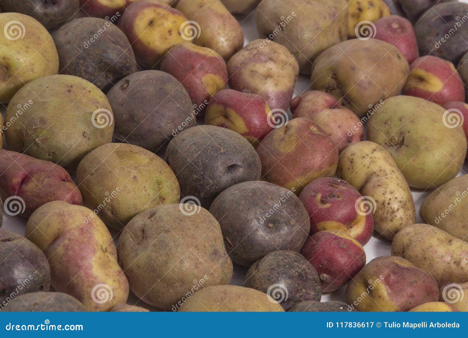 Types of Potatoes - Peruvian Potatoes Still Life Stock Image - Image of ...