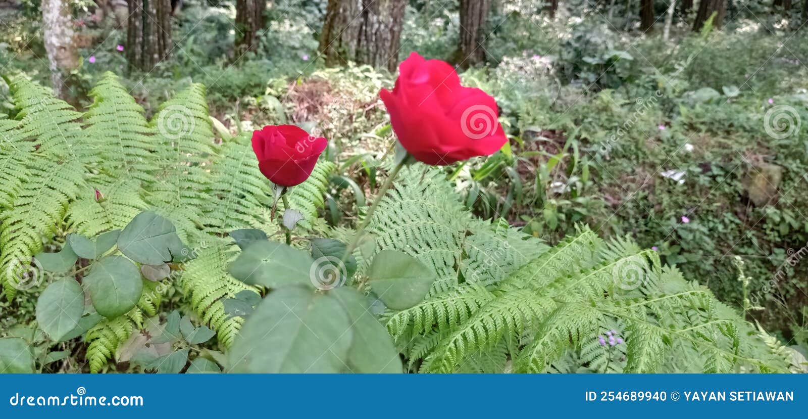 Types of Red Roses Growing in the Middle of the Trees in the Garden ...