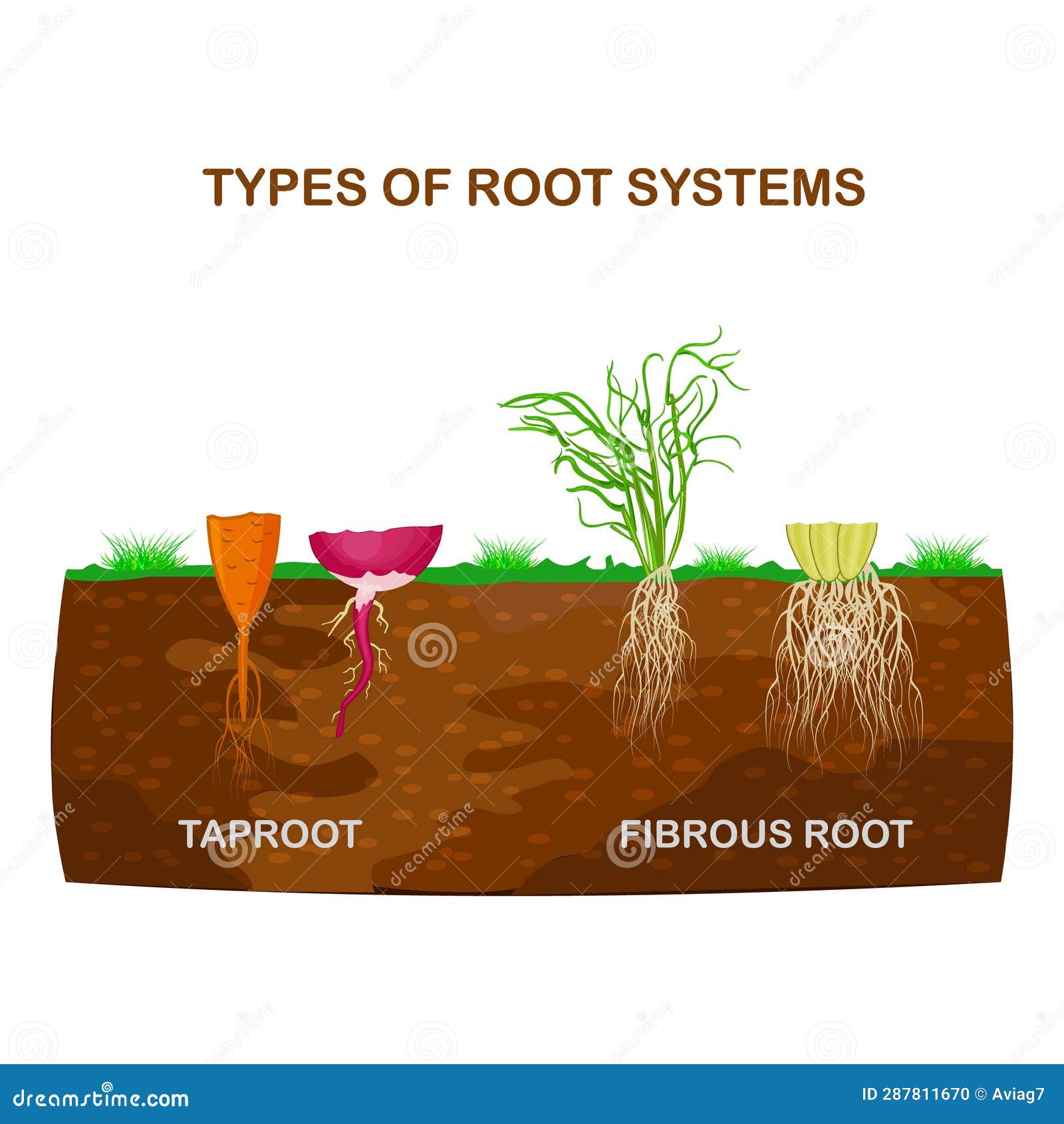 Types Of Root Systems Of Plants, Monocots And Dicots In Soil In Cut ... Types Of Root Systems Of Plants, Monocots And Dicots In Soil In Cut ...