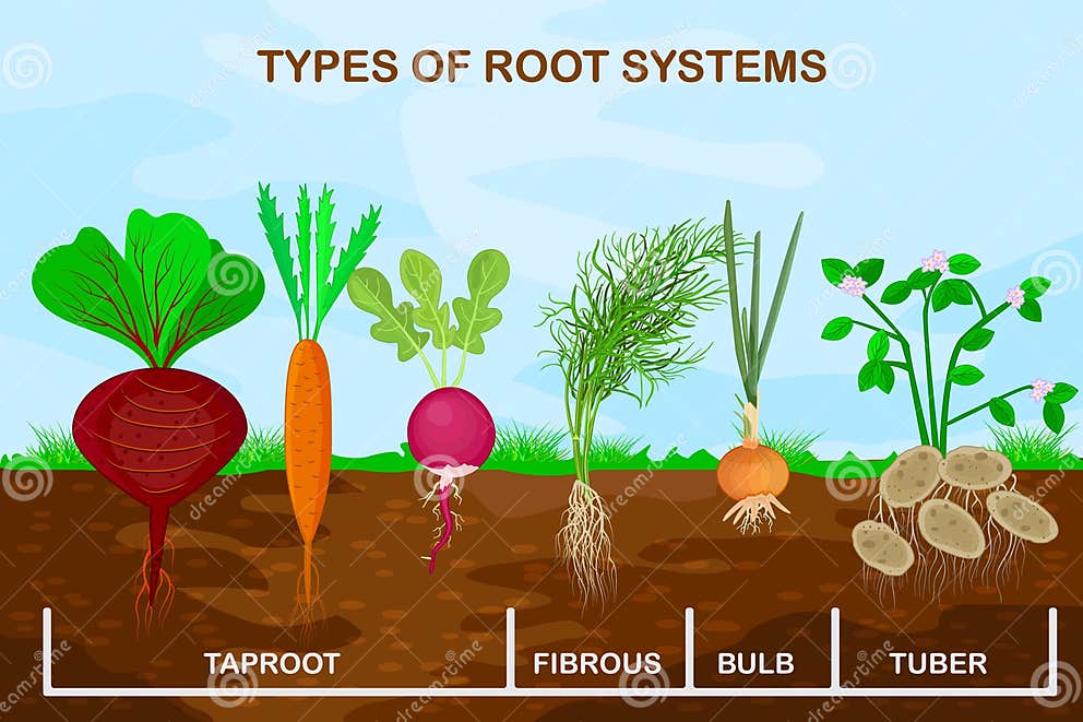 Types Root Systems of Plants. Taproot, Fibrous, Bulb and Tuber Root ...