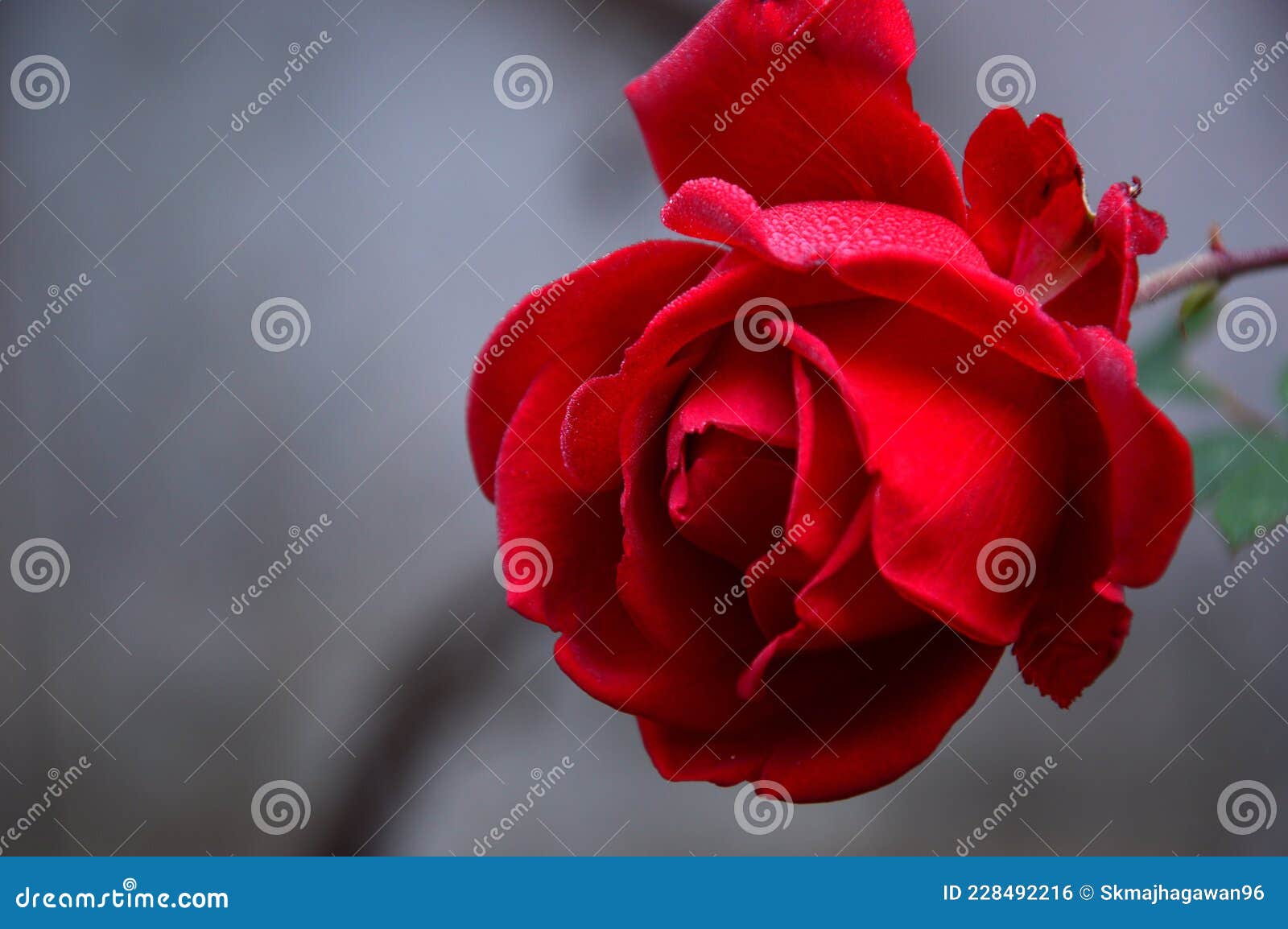 Red Rose, Rose Day Wallpaper, Beautiful Rose Wallpaper, Winter ...